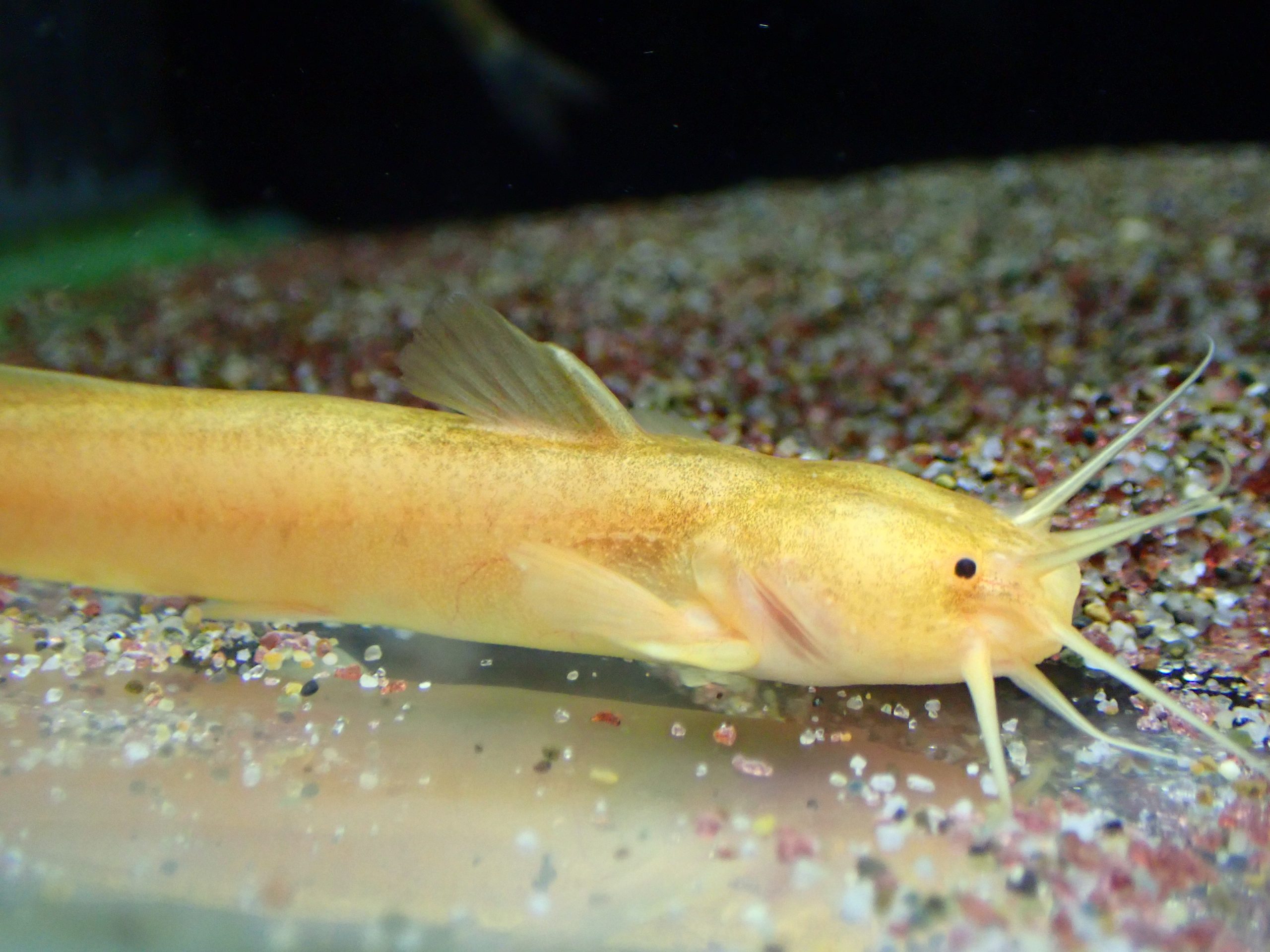 Liobagrus marginatus ”黄変個体” 中国 11cm | アクアショップ魚力