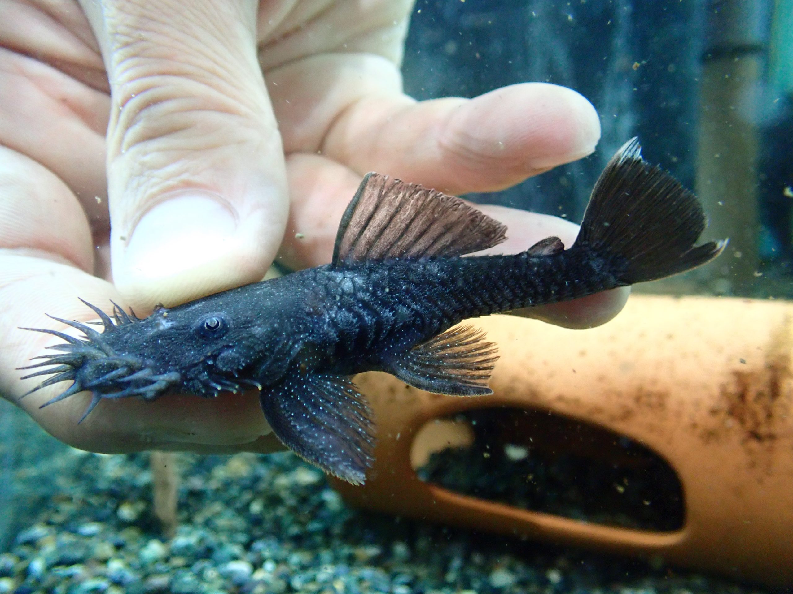 マツブッシープレコ？ 8～9cm | アクアショップ魚力